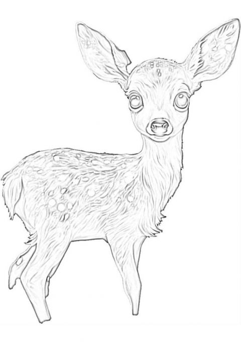 Coloriage Orphée | Terra explora